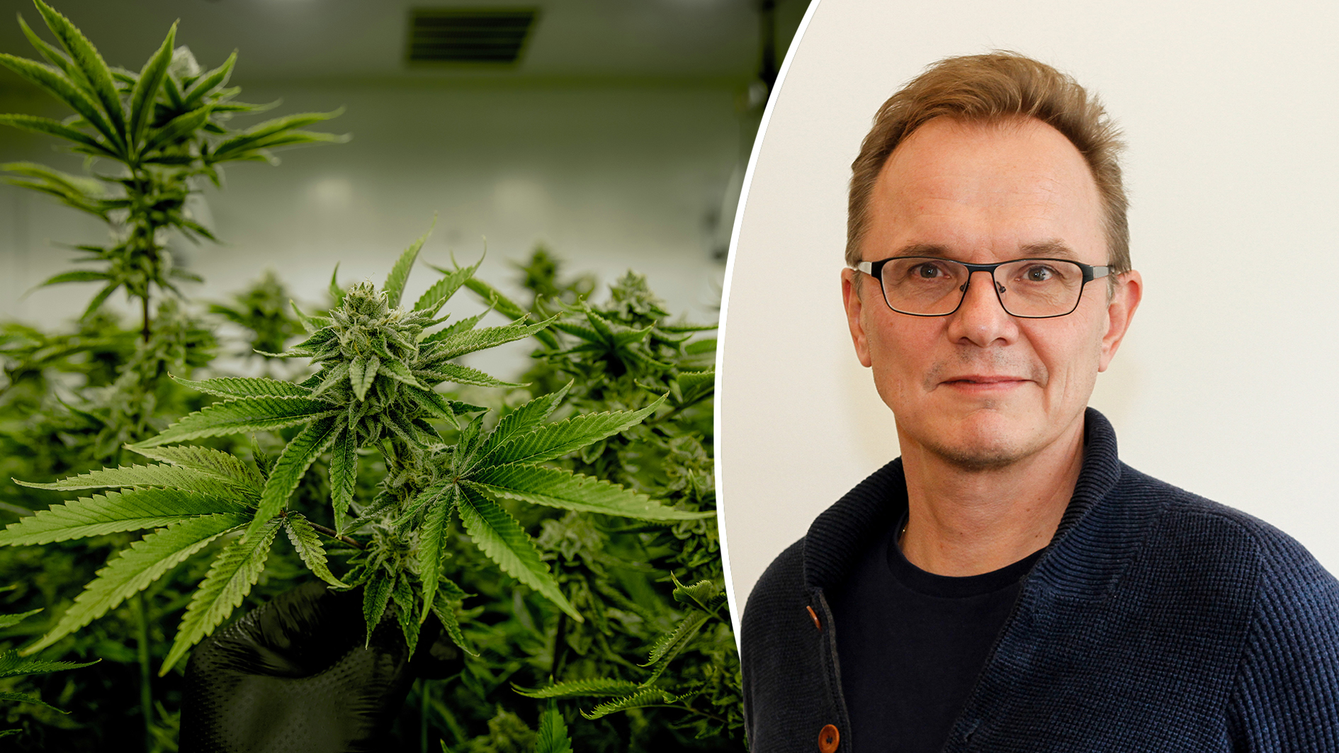 Svenskar allt mer positiva till legalisering av cannabis – Accent